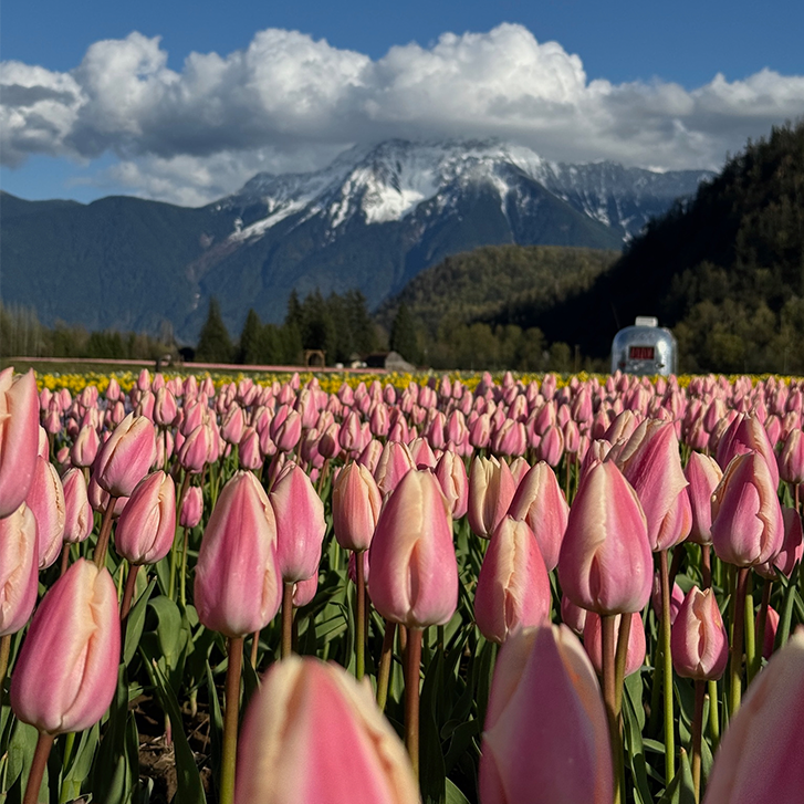 6 Tulip Festivals to Visit in Greater Vancouver in 2026 - BC Living